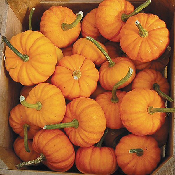 Jack Be Little Pumpkin Albert Lea Seed