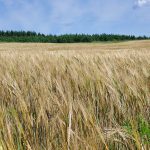 ND Genesis 2-Row Spring Barley Seed | Albert Lea Seed
