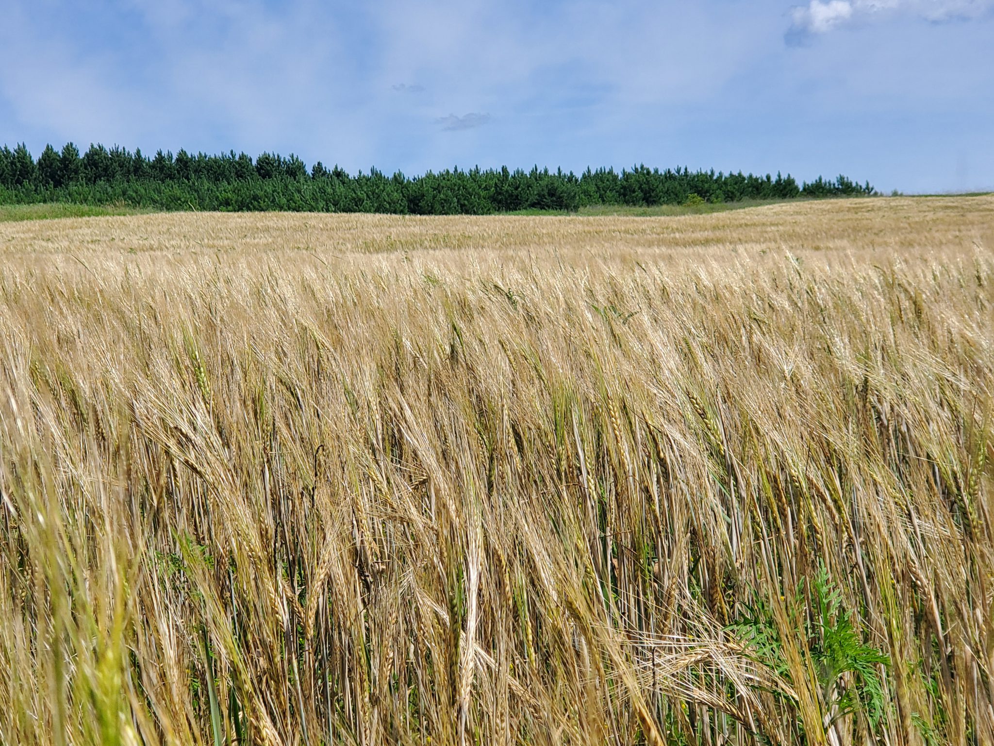 ND Genesis 2-Row Spring Barley Seed | Albert Lea Seed