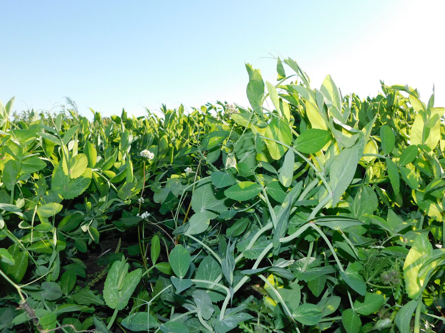 4010 Field Pea Seed | Albert Lea Seed