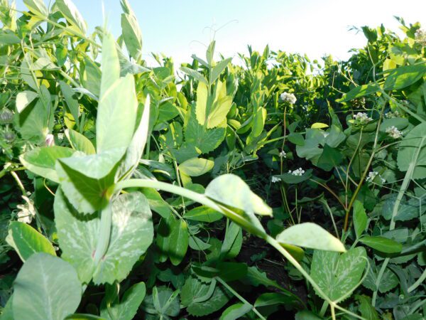 4010 Field Pea Seed | Albert Lea Seed
