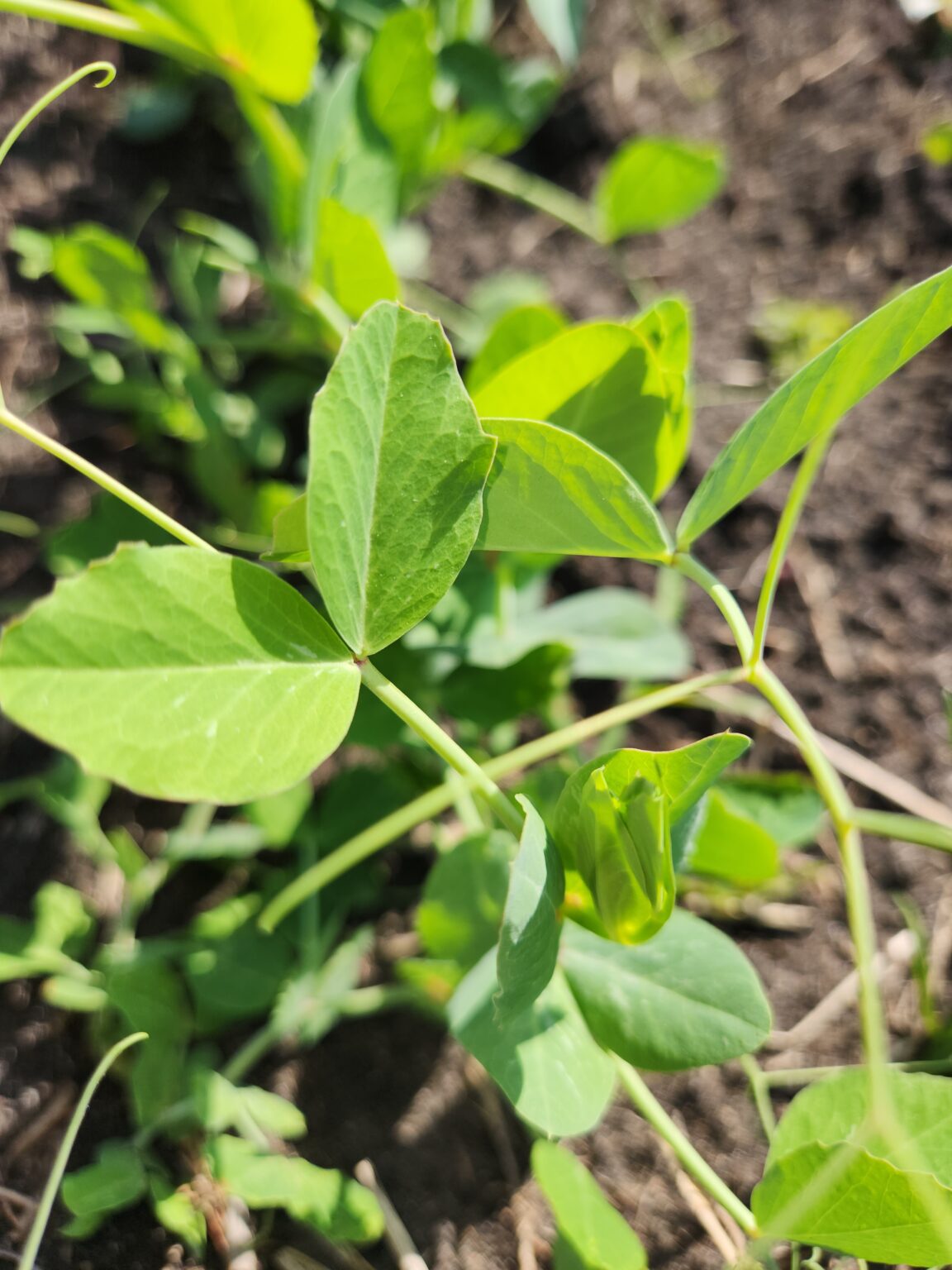 4010 Field Pea Seed | Albert Lea Seed