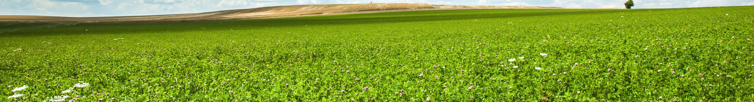 Cover Crop Varieties - Albert Lea Seed