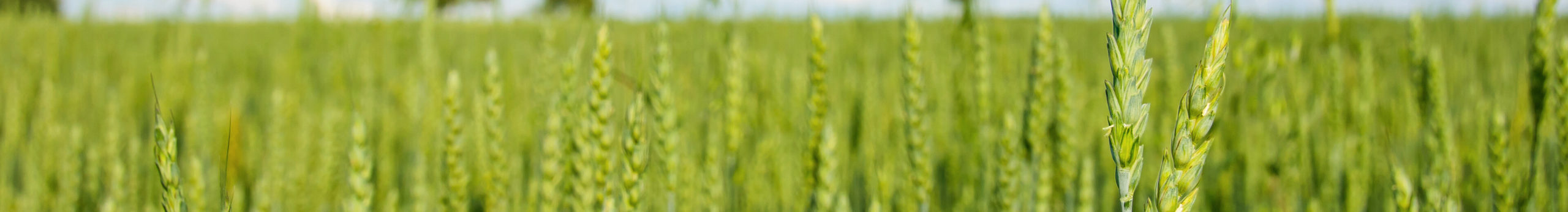 Non-GMO & Organic Grain Seeds for Farming | Albert Lea Seed