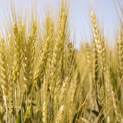 Ascend SD Hard Red Spring Wheat | Albert Lea Seed