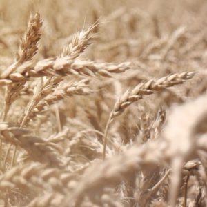 Organic ND Noreen Hard Red Winter Wheat | Albert Lea Seed