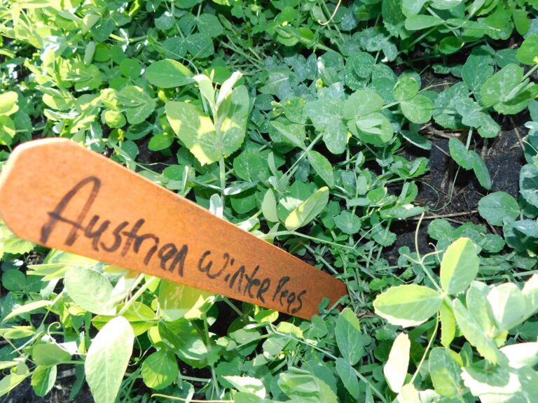 Austrian Winter Peas for sale | Cover Crop Seeds | Albert Lea Seed