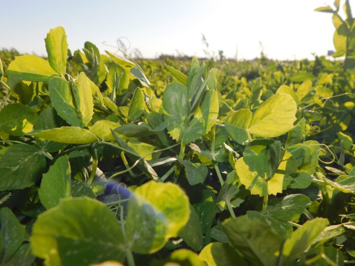 Austrian Winter Peas for sale | Cover Crop Seeds | Albert Lea Seed