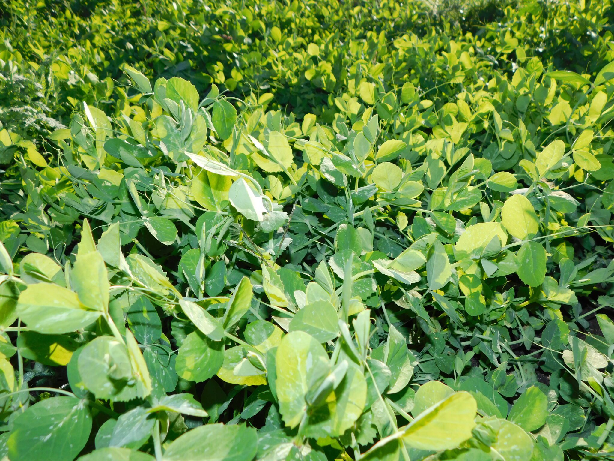 Austrian Winter Peas for sale | Cover Crop Seeds | Albert Lea Seed