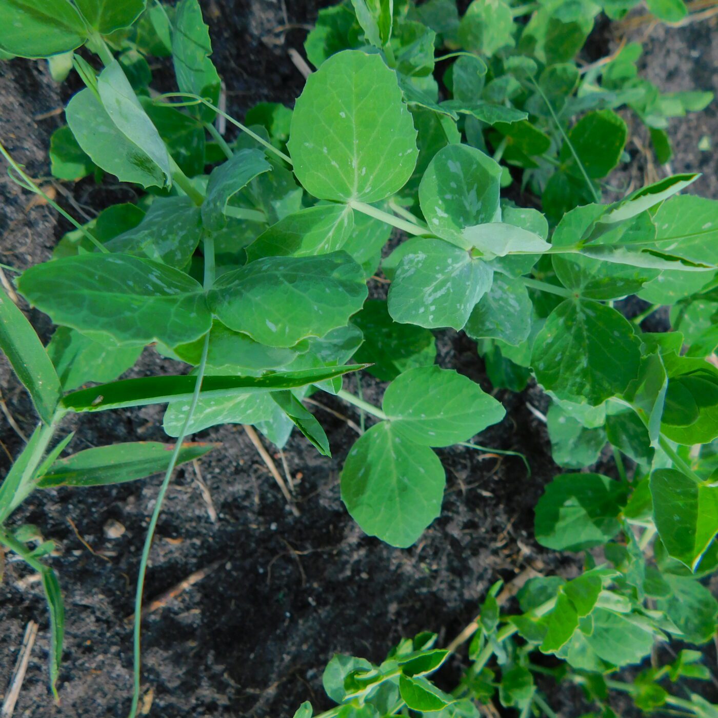 Austrian Winter Peas for sale | Cover Crop Seeds | Albert Lea Seed