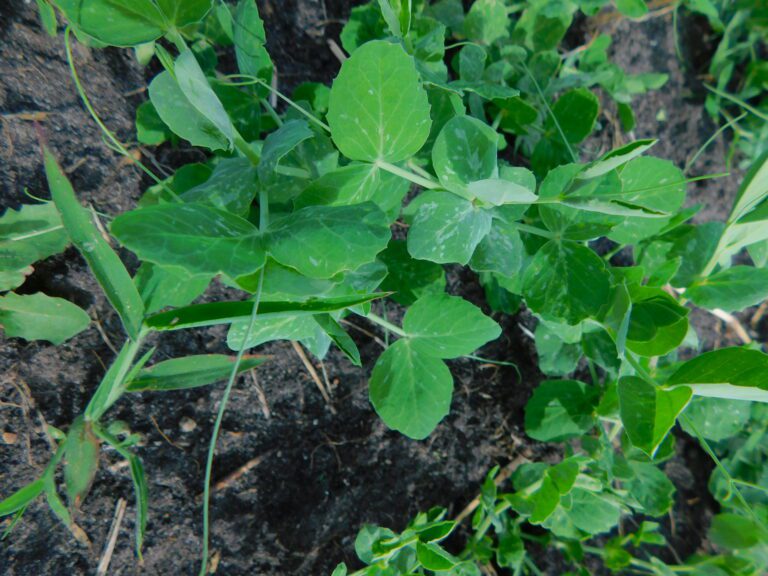Austrian Winter Peas for sale | Cover Crop Seeds | Albert Lea Seed