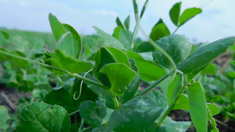 Austrian Winter Peas for sale | Cover Crop Seeds | Albert Lea Seed