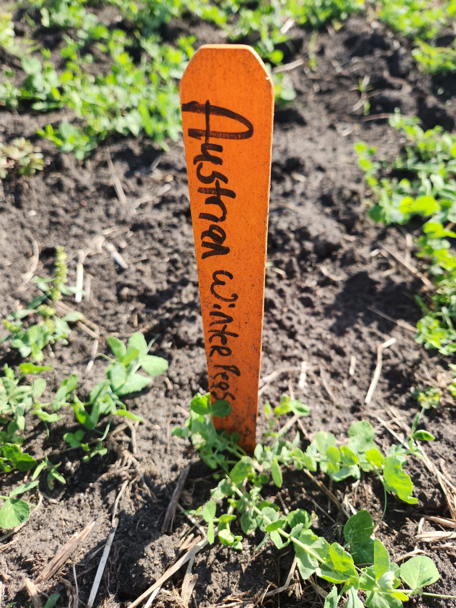 Austrian Winter Peas for sale | Cover Crop Seeds | Albert Lea Seed