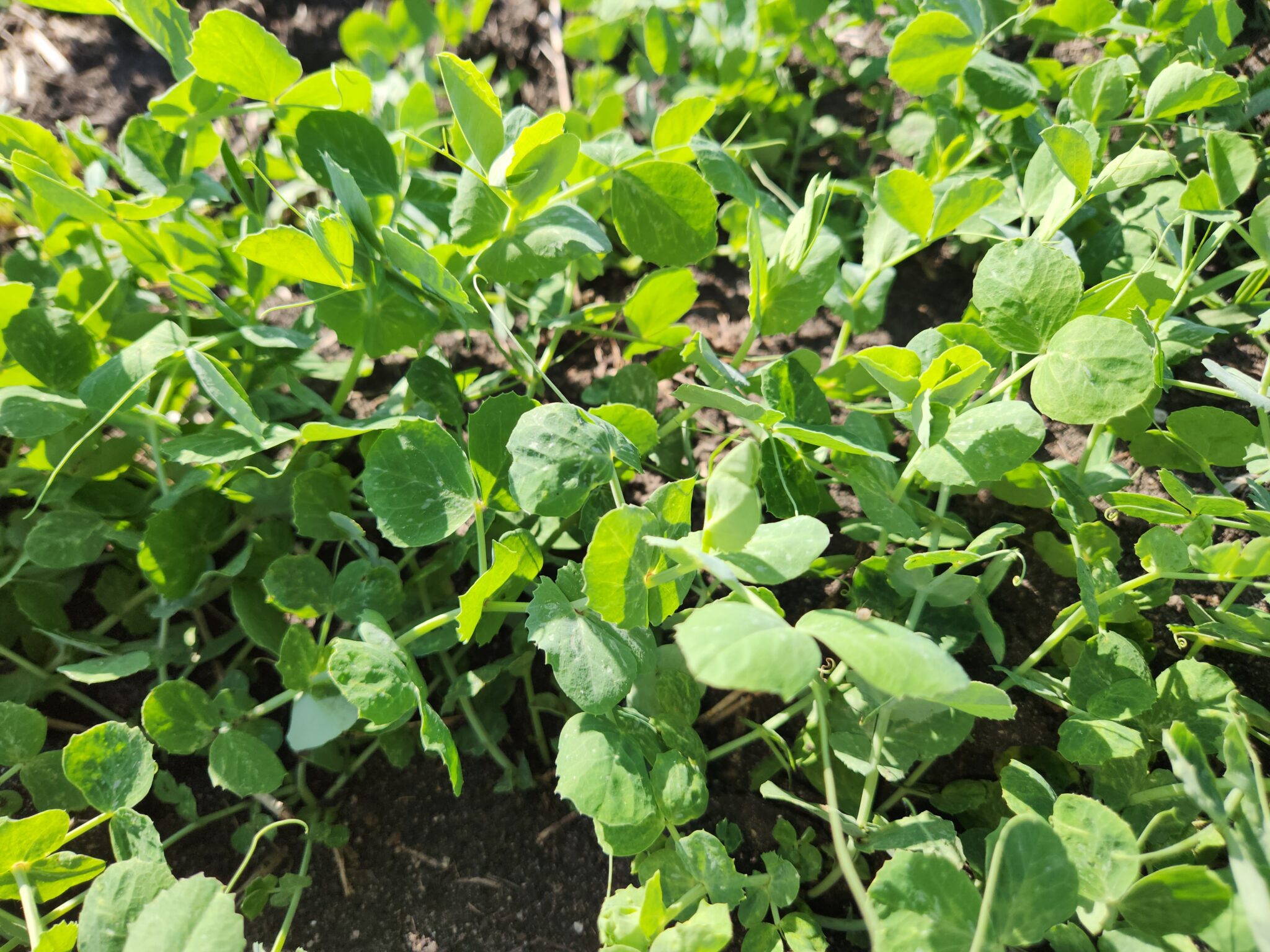 Austrian Winter Peas for sale | Cover Crop Seeds | Albert Lea Seed