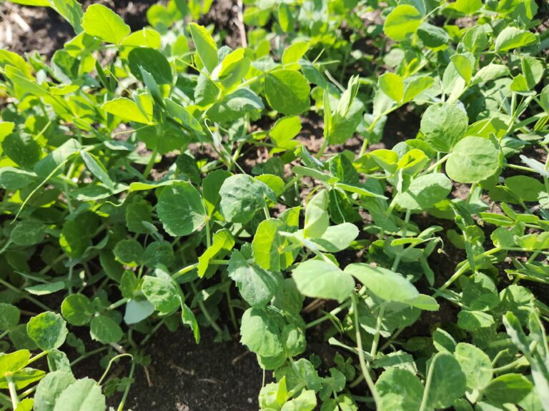 Austrian Winter Peas for sale | Cover Crop Seeds | Albert Lea Seed