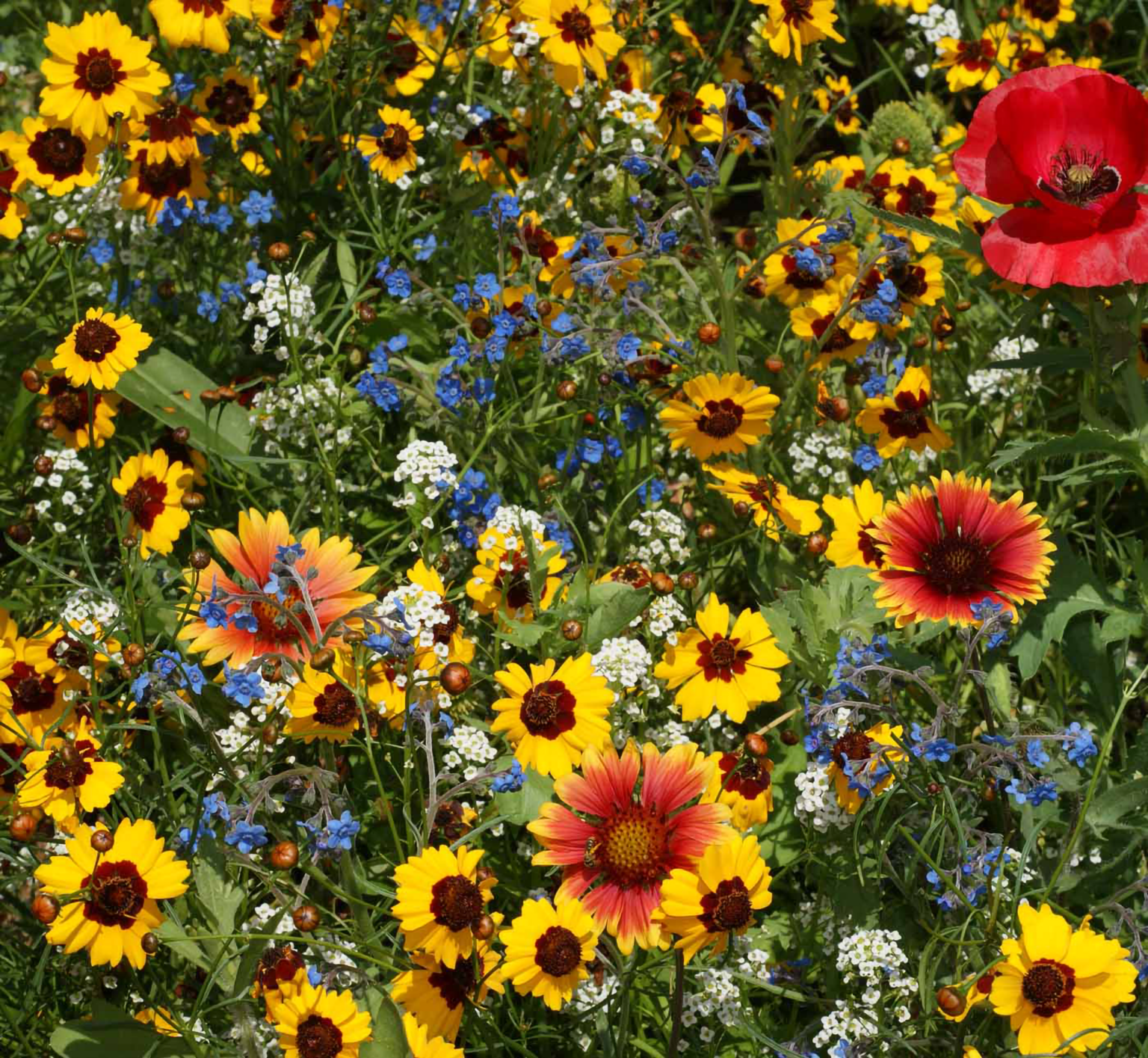 Bee Feed Flower Seed Mix | Bee Forage Plants | Albert Lea Seed