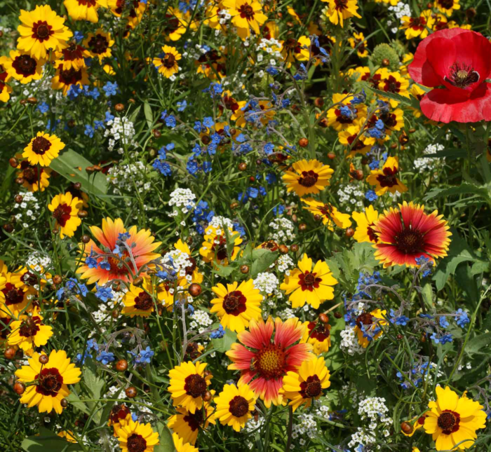 Bee Feed Flower Seed Mix | Bee Forage Plants | Albert Lea Seed