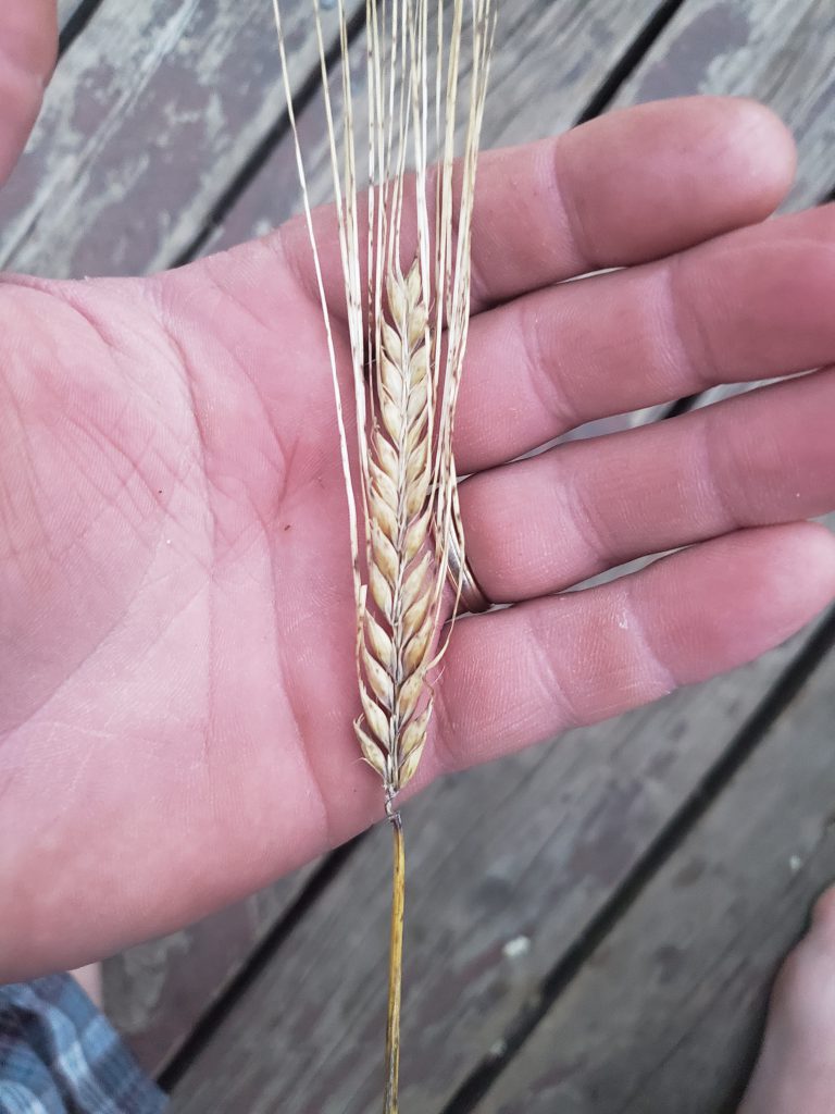 ND Genesis 2-Row Spring Barley Seed | Albert Lea Seed