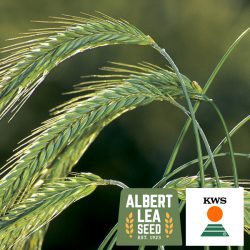 KWS Hybrid Rye Seeds for Sale | Albert Lea Seed