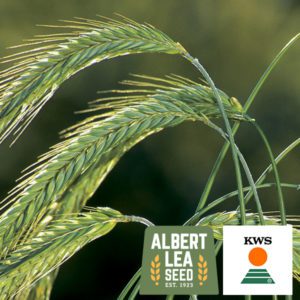 KWS Hybrid Rye Seeds for Sale | Albert Lea Seed