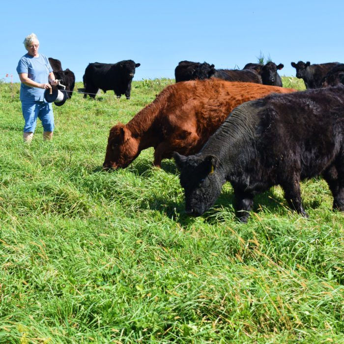 Super Grazing Mix - Albert Lea Seed