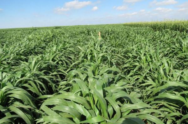 Exceed BMR Hybrid Pearl Millet - Albert Lea Seed