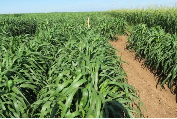 Exceed BMR Hybrid Pearl Millet - Albert Lea Seed