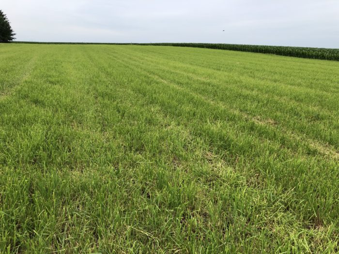 Grass Hay Mix | Alfalfa Companion | Albert Lea Seed