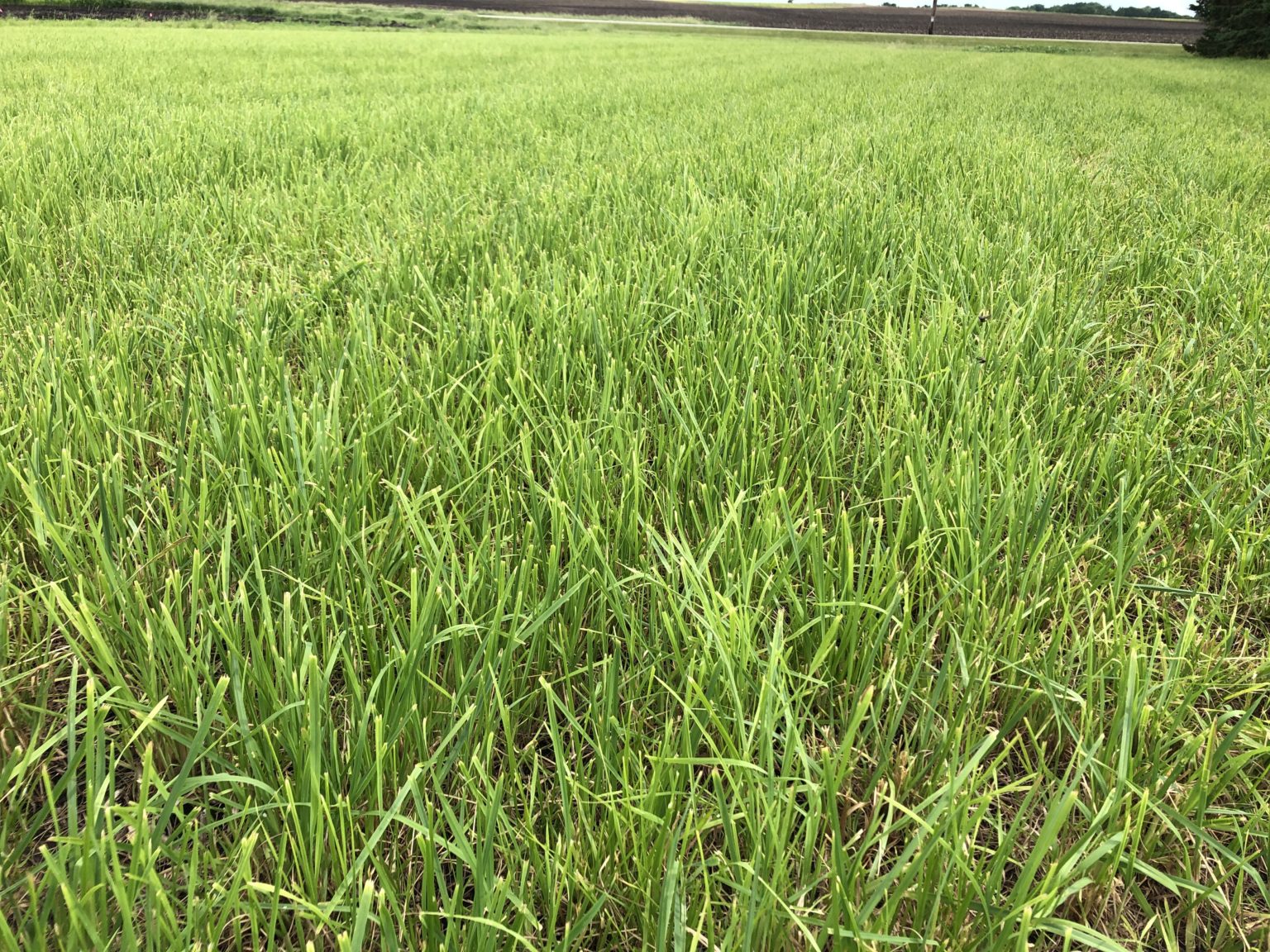 Grass Hay Mix | Alfalfa Companion | Albert Lea Seed
