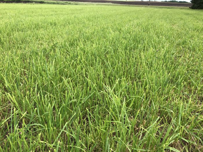 Grass Hay Mix | Alfalfa Companion | Albert Lea Seed