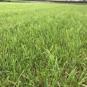 Grass Hay Mix | Alfalfa Companion | Albert Lea Seed