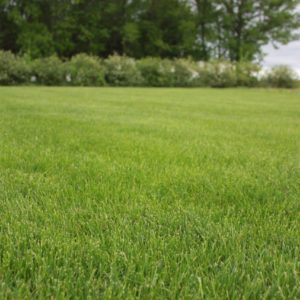 Ruff & Tuff Lawn Seed Mixture for Athletic Fields & Farmsteads