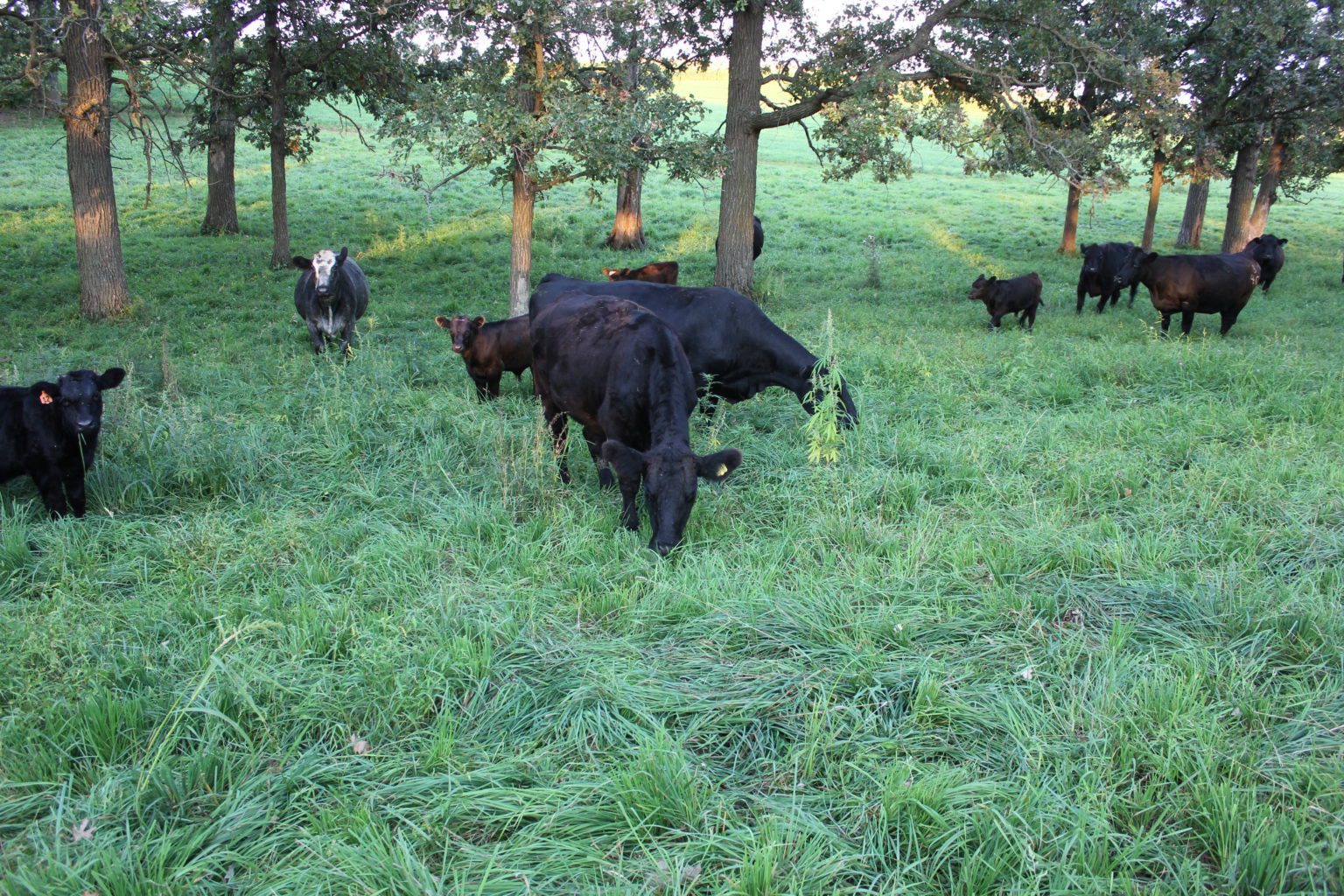 Shady Pasture Forage Mix | Albert Lea Seed