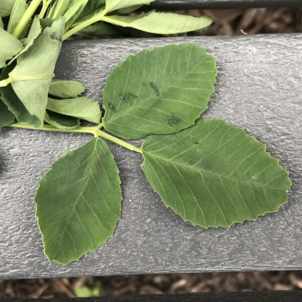 Organic Yellow Blossom Sweet Clover - Albert Lea Seed