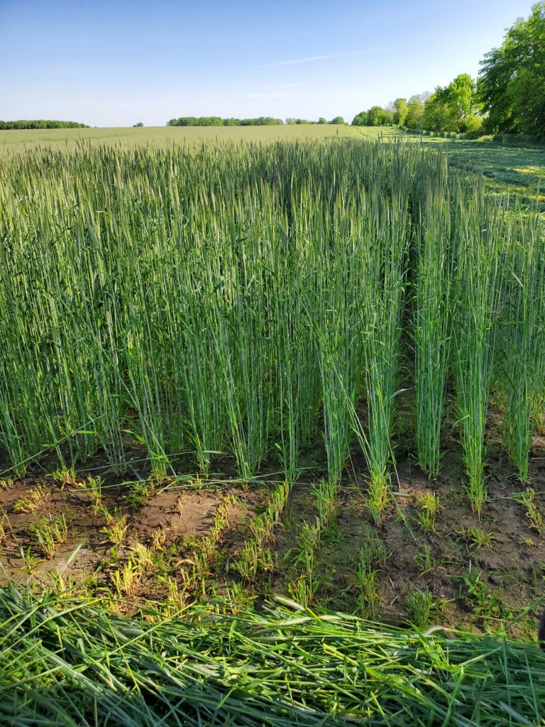 KWS Progas Hybrid Rye for Sale | Albert Lea Seed