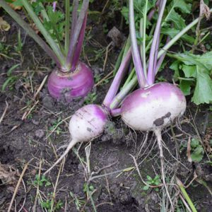 Purple Top Turnip Seeds for Sale: 5lb., 25lb., and 50lb. Bags
