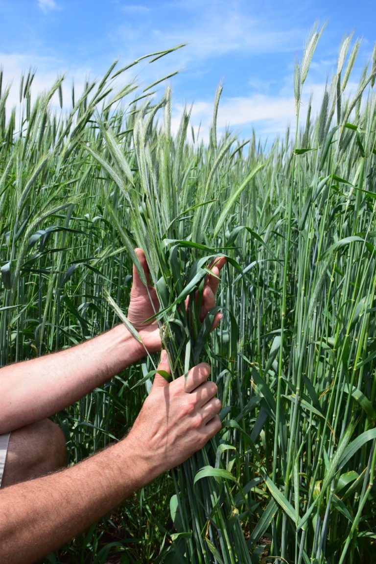 KWS Progas Hybrid Rye for Sale | Albert Lea Seed