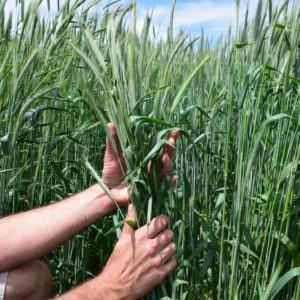 KWS Progas Hybrid Rye for Sale | Albert Lea Seed