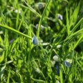 Chickling Vetch (Lathyrus Sativus) Cover Crop Seed