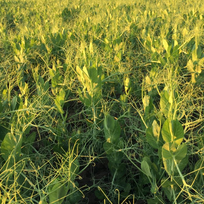 Organic DS Admiral Field Peas - Albert Lea Seed