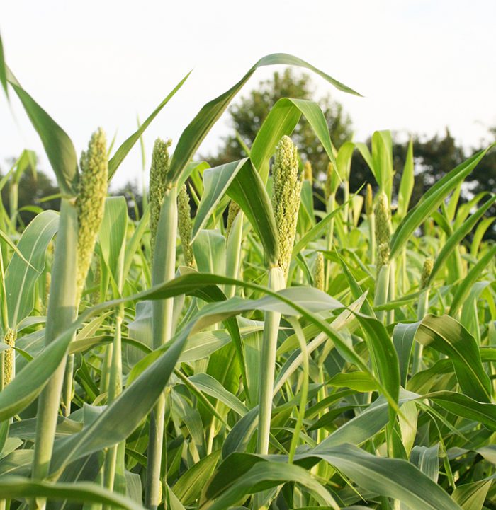 Rox Orange Cane Forage Sorghum for Sale | Albert Lea Seed