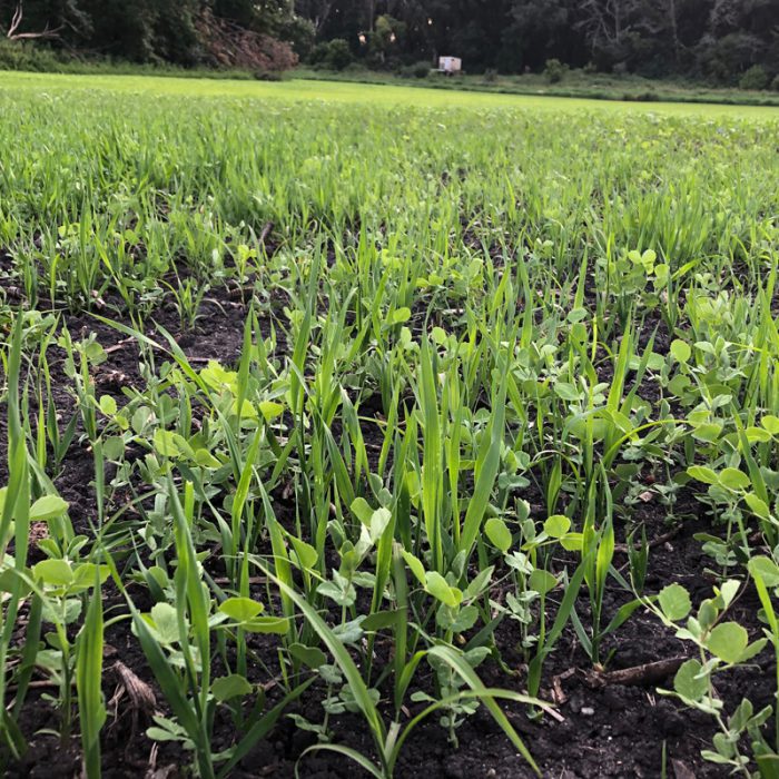 Frosty Suite - Winter Grain Mixture | Albert Lea Seed