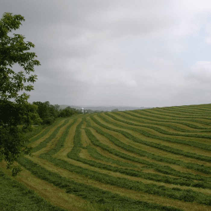 Beef Pro Forage Mix (Alfalfa) | Albert Lea Seed