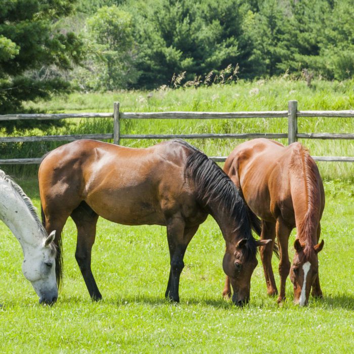 Dan Patch Horse Pasture Seed Mix | Albert Lea Seed
