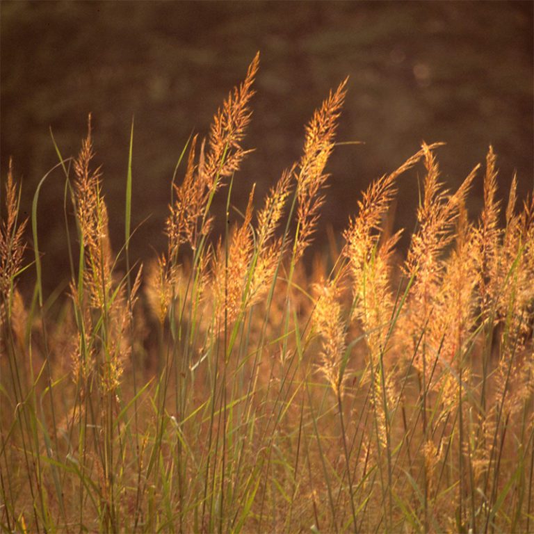 Tomahawk Indiangrass Seeds for Sale | Albert Lea Seed
