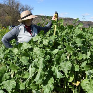 Forage Kale for Cattle and Sheep Grazing | Albert Lea Seed