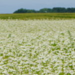 Buckwheat Seed for Sale (10/50 lb. bag) | Albert Lea Seed