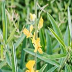 Sunn Hemp Seed for Sale | Cover Crop Seed | Albert Lea Seed