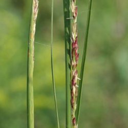 Rough or Composite (Sporobolus Compositus) Dropseed