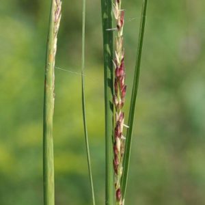 Rough or Composite (Sporobolus Compositus) Dropseed